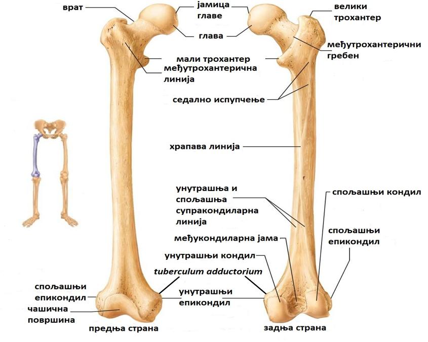 Butna kost: anatomija, klinička slika i lečenje